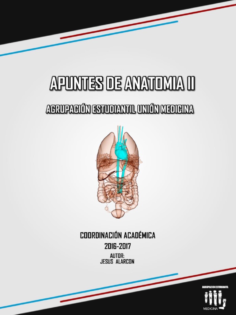 Anatomía II Semestre | PDF | Abdomen | Pulmón