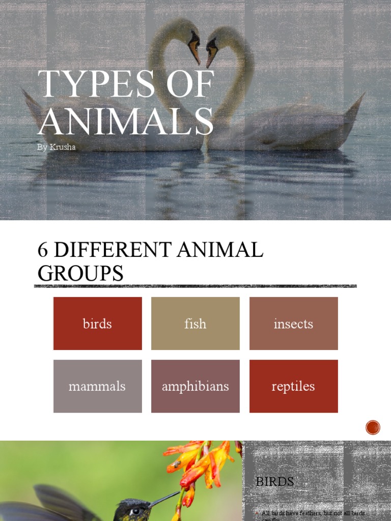 Types of Animals | PDF