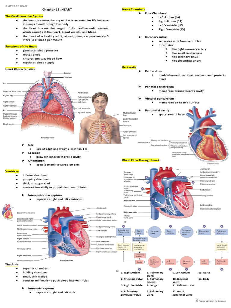 Chapter 12: HEART | PDF | Heart Valve | Heart