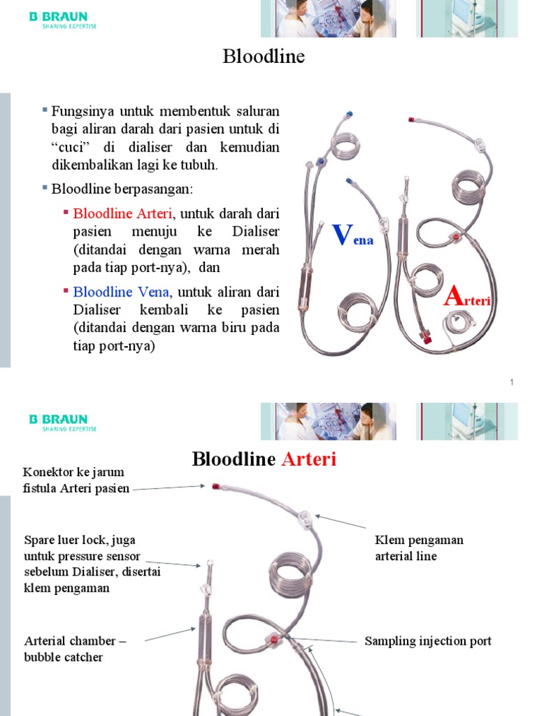 Bloodline | PDF | Sains & Matematika