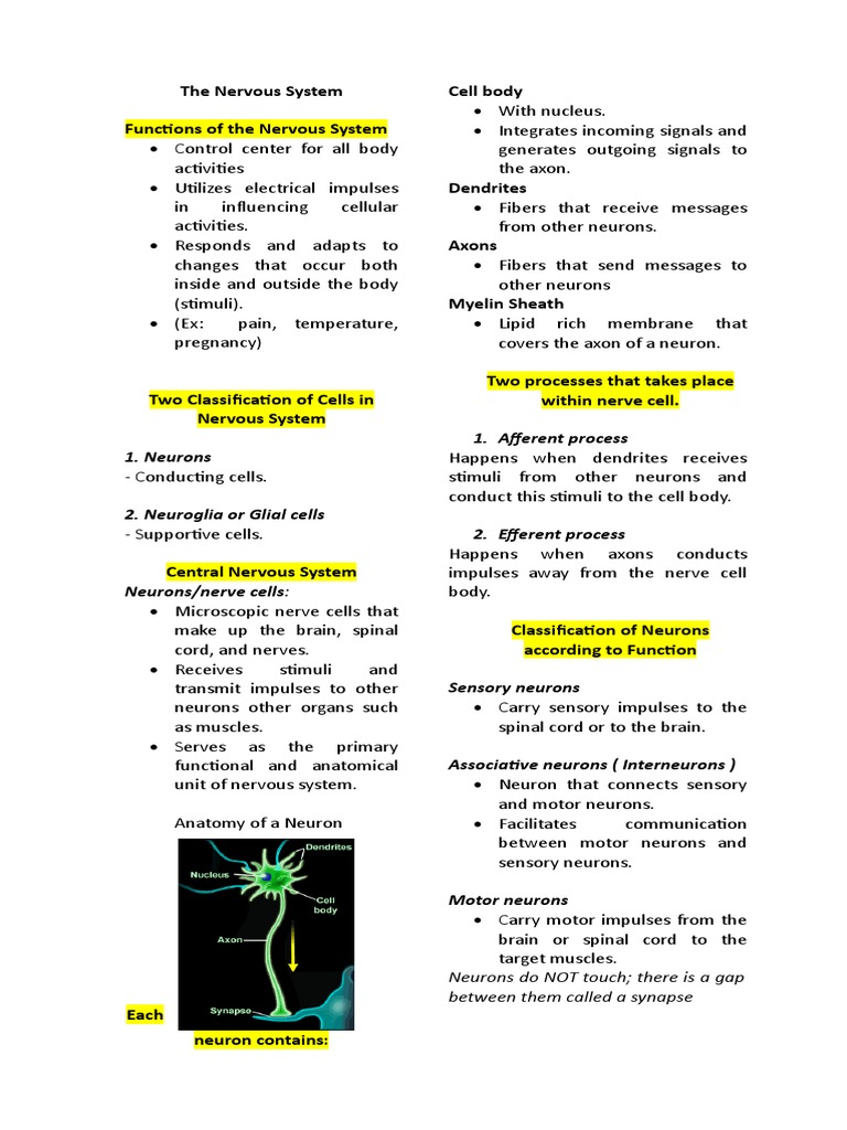 The Nervous System Notes | PDF | Neuron | Nervous System