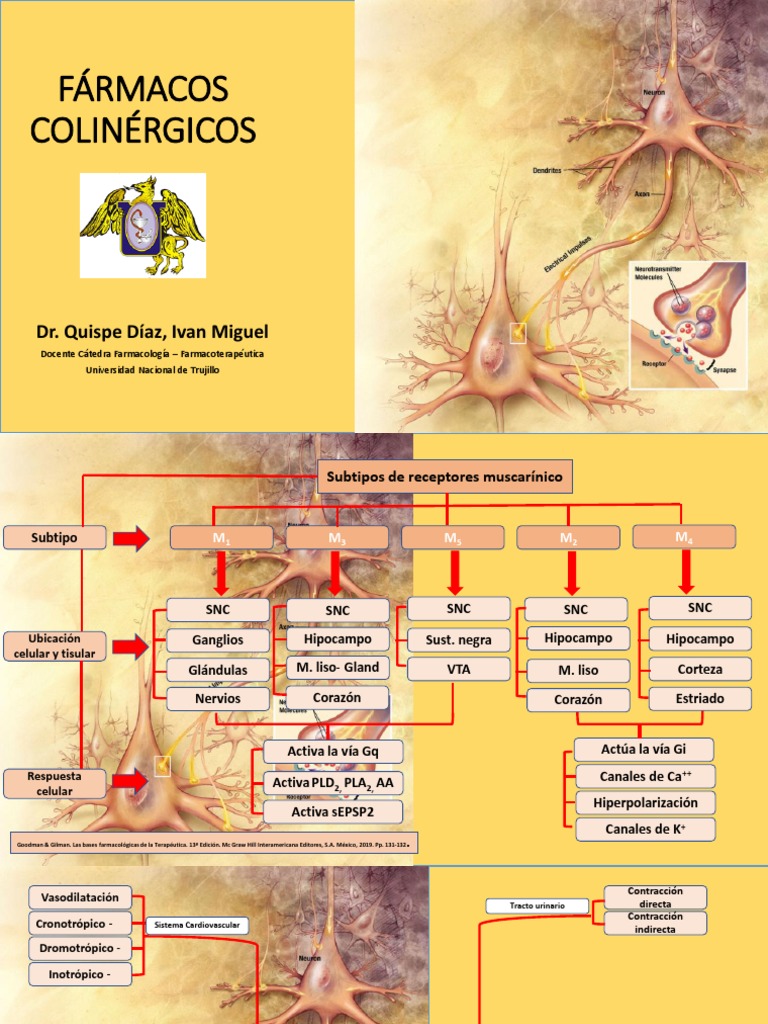 Fármacos Colinérgicos | PDF | Acetilcolina | Drogas