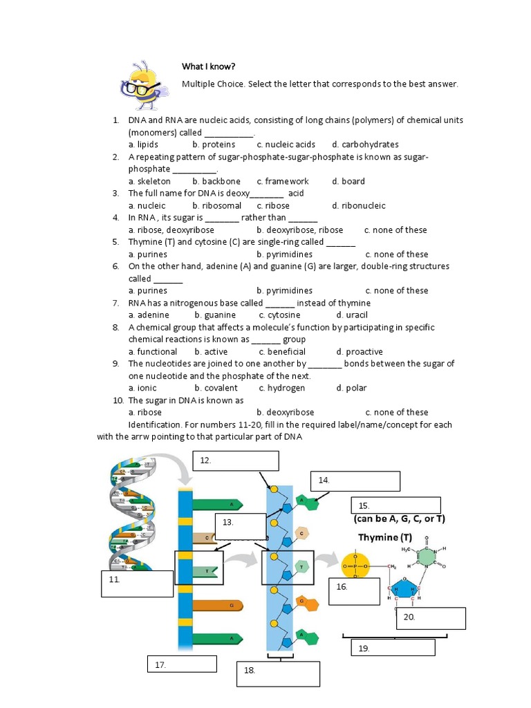 Dna Structure and Chemistry | PDF | Nucleotides | Dna