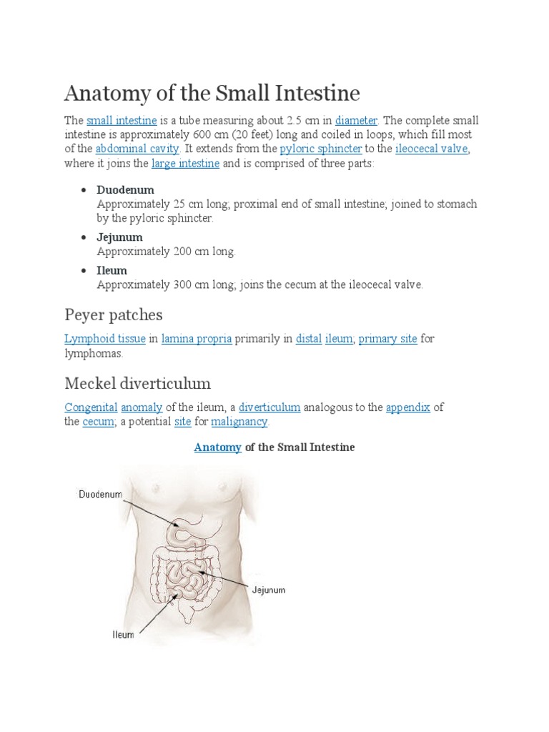 Anatomy of The Small Intestine | PDF | Science & Mathematics