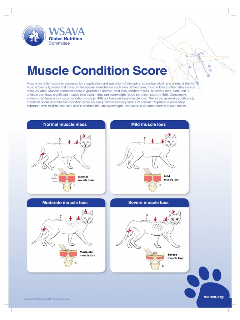 Muscle Condition Score Chart For Cats | PDF