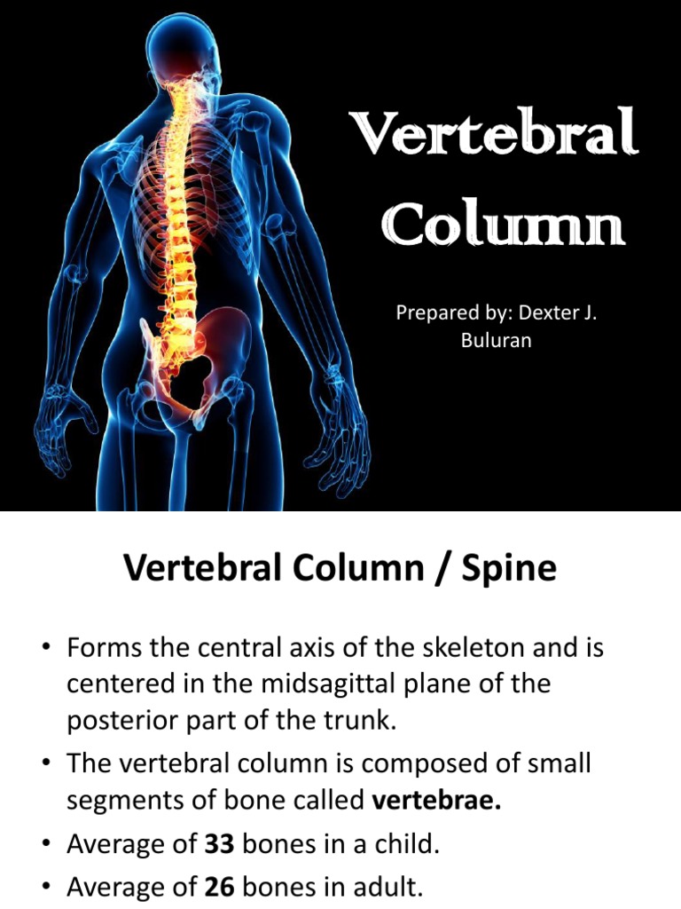 Vertebral Column Anatomy and Function | PDF | Vertebra | Vertebral Column