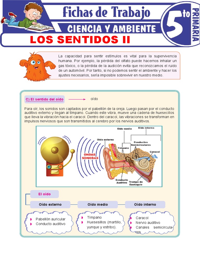 Los Sentidos II para Quinto Grado de Primaria | PDF | Oído | Olfato