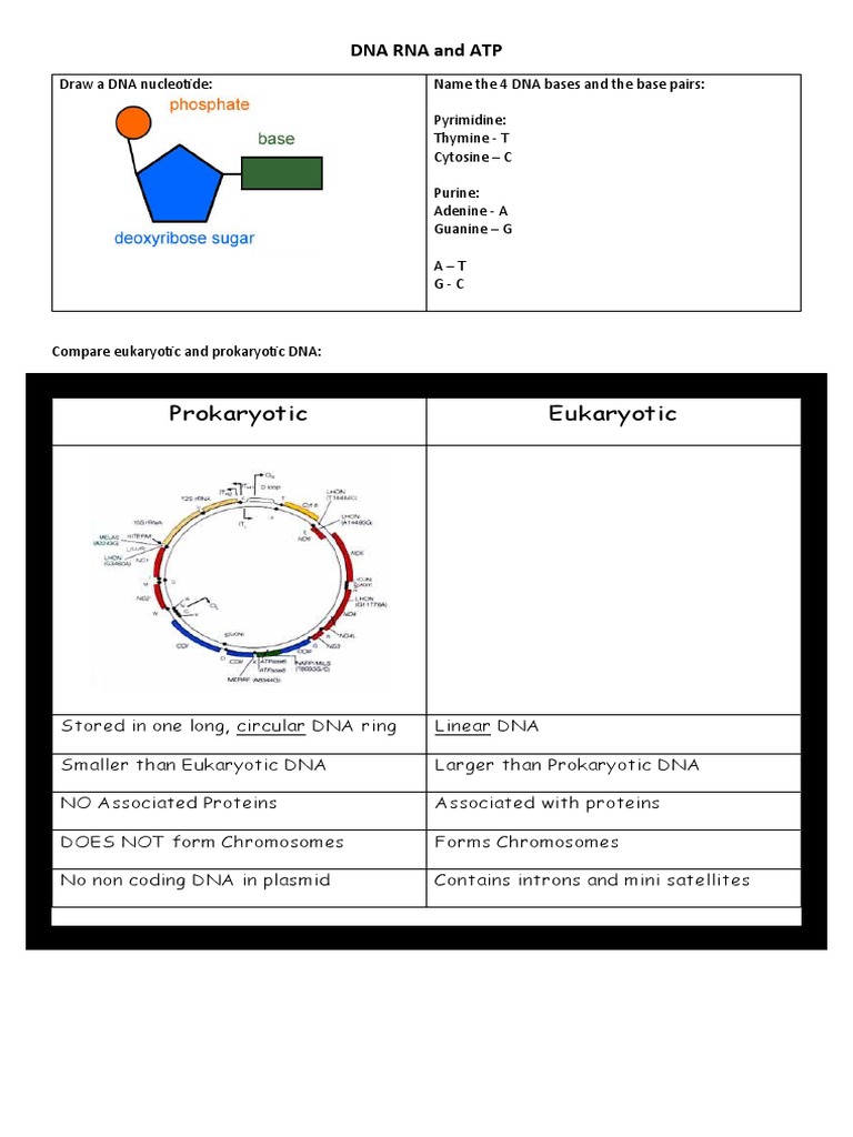 Prokaryotic Eukaryotic: Dna Rna and Atp | PDF | Dna | Nucleotides