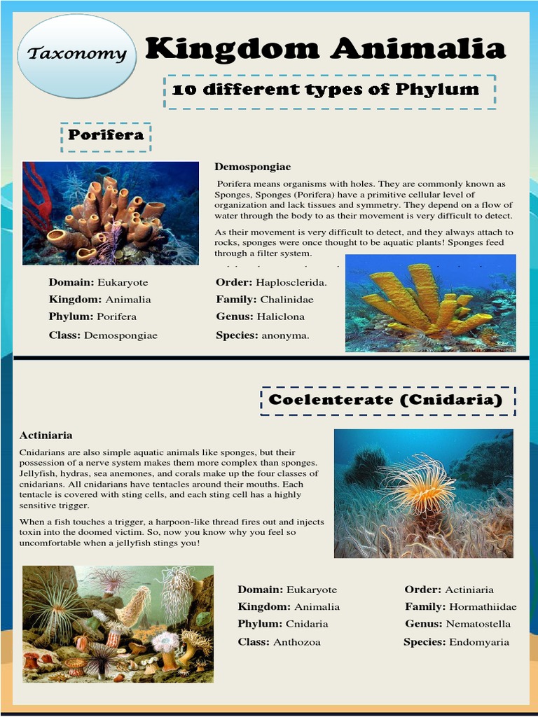 Kingdom Animalia Phylum Porifera