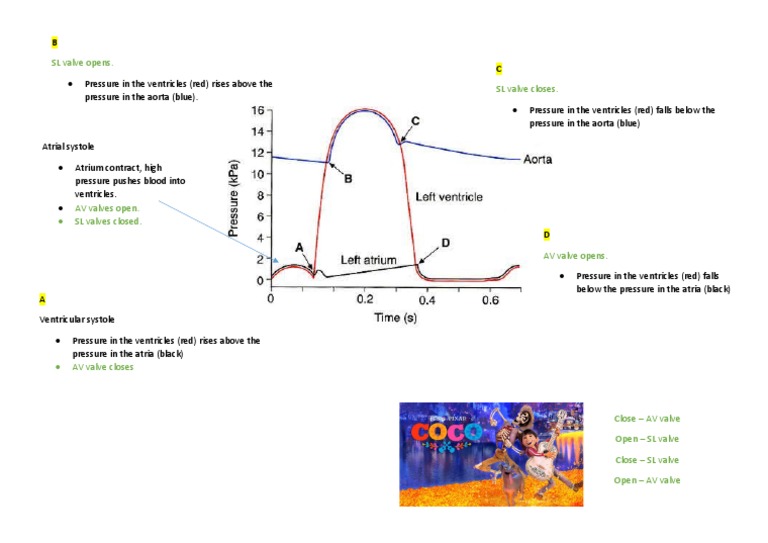 Heart Pressure Graph | PDF