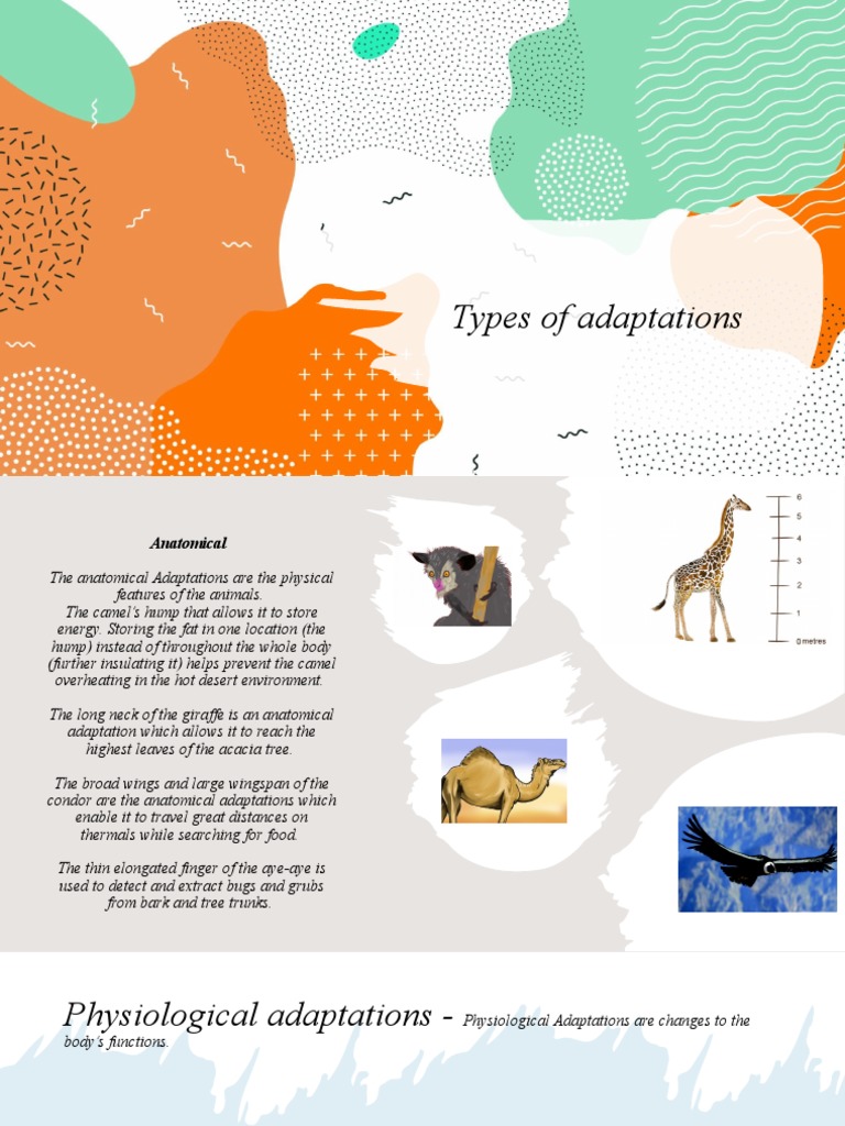 Understanding Animal Adaptations | PDF | Wellness | Science & Mathematics