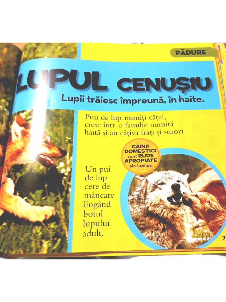 Lupul Cenusiu | PDF