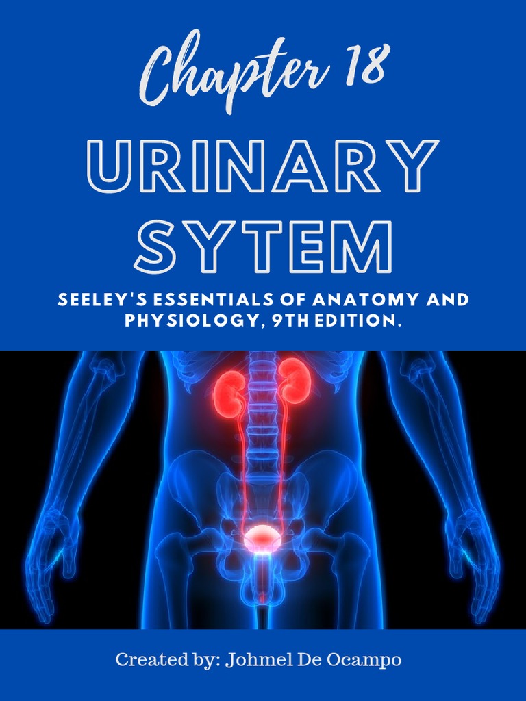Anatomy & Physiology (Chapter 18 - Urinary System) | PDF | Kidney ...