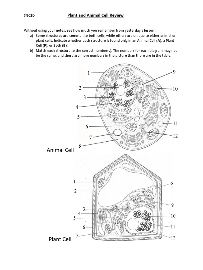 Lesson 2 Plant and Animal Cell Review | PDF