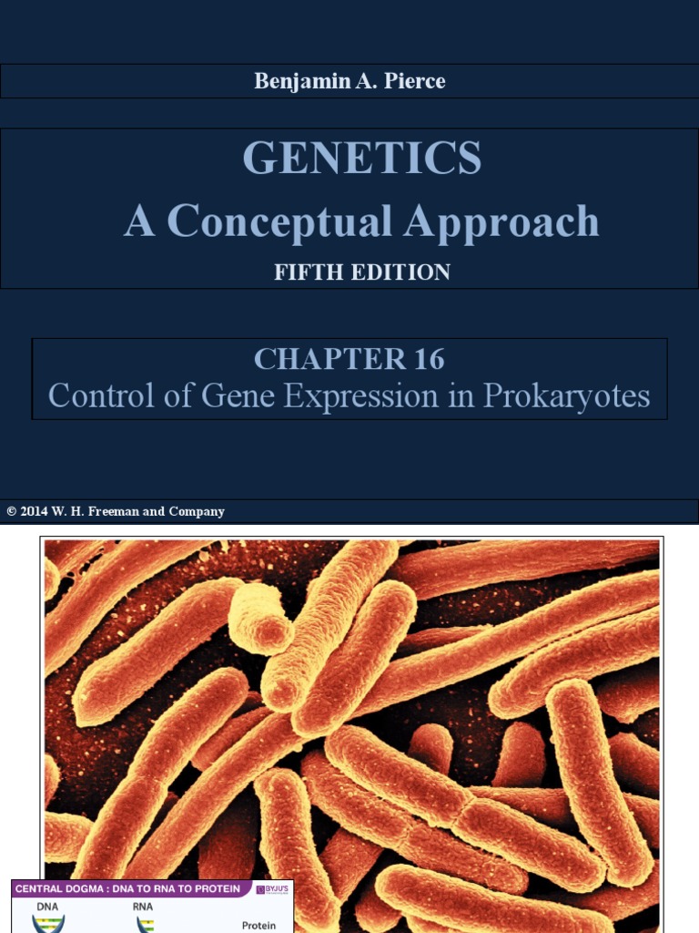Genetics Chapter 16 | PDF | Operon | Repressor