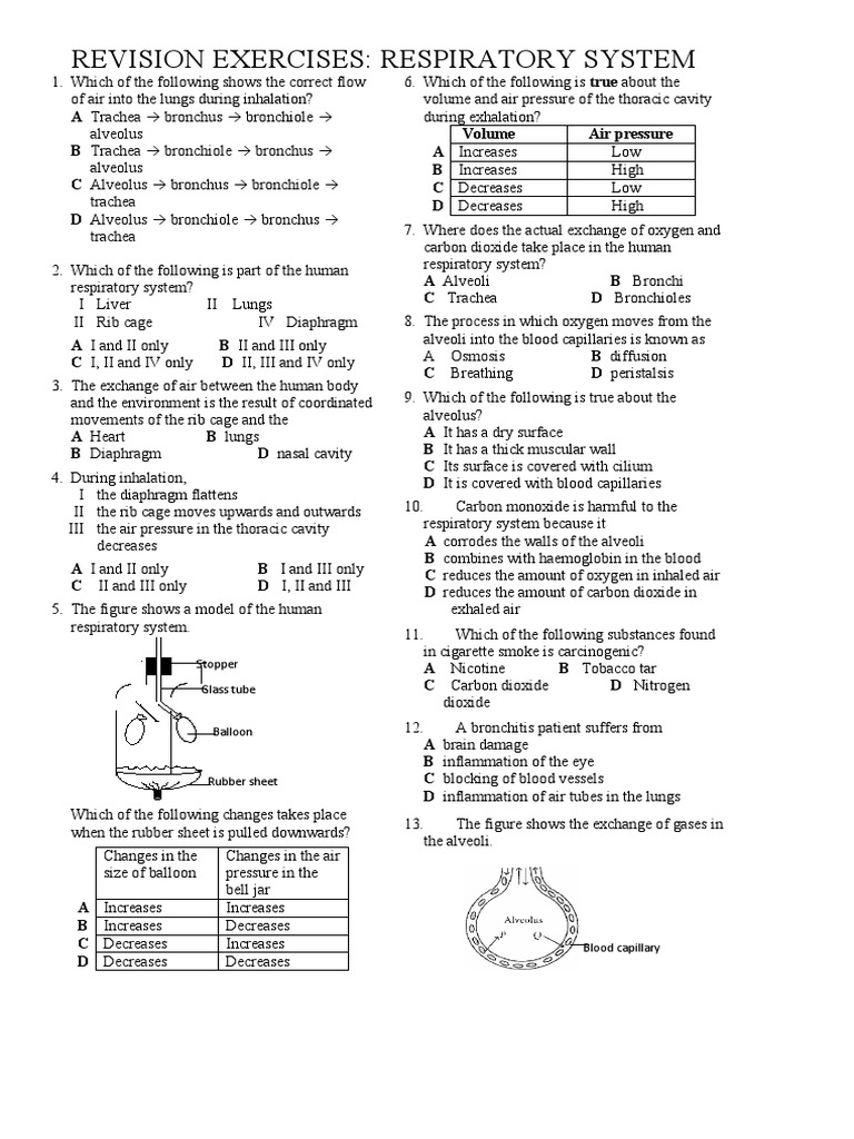 Respiratory System 11 REVISION | PDF | Respiratory System | Lung