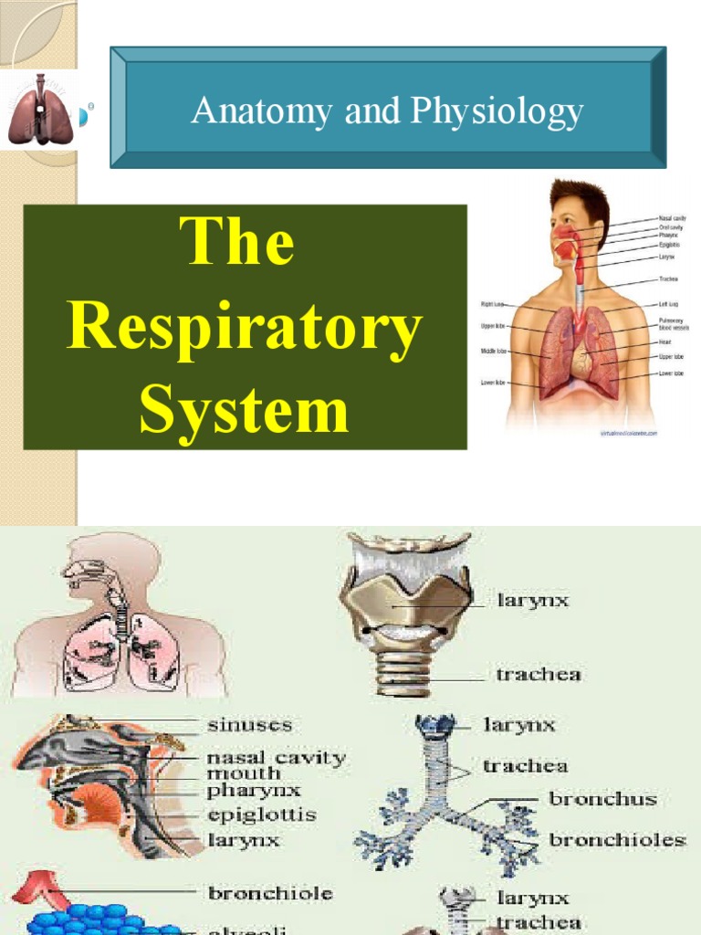 Anatomy and Function of the Respiratory System | PDF | Respiratory ...