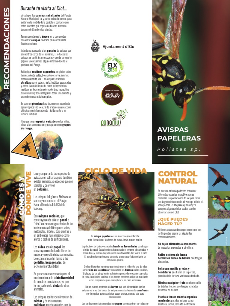 Avispas Papeleras | PDF | Avispa | Alergia