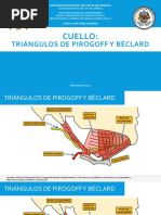 Triangulo de Farabeuf | PDF | Anatomía humana | Cabeza y cuello humanos