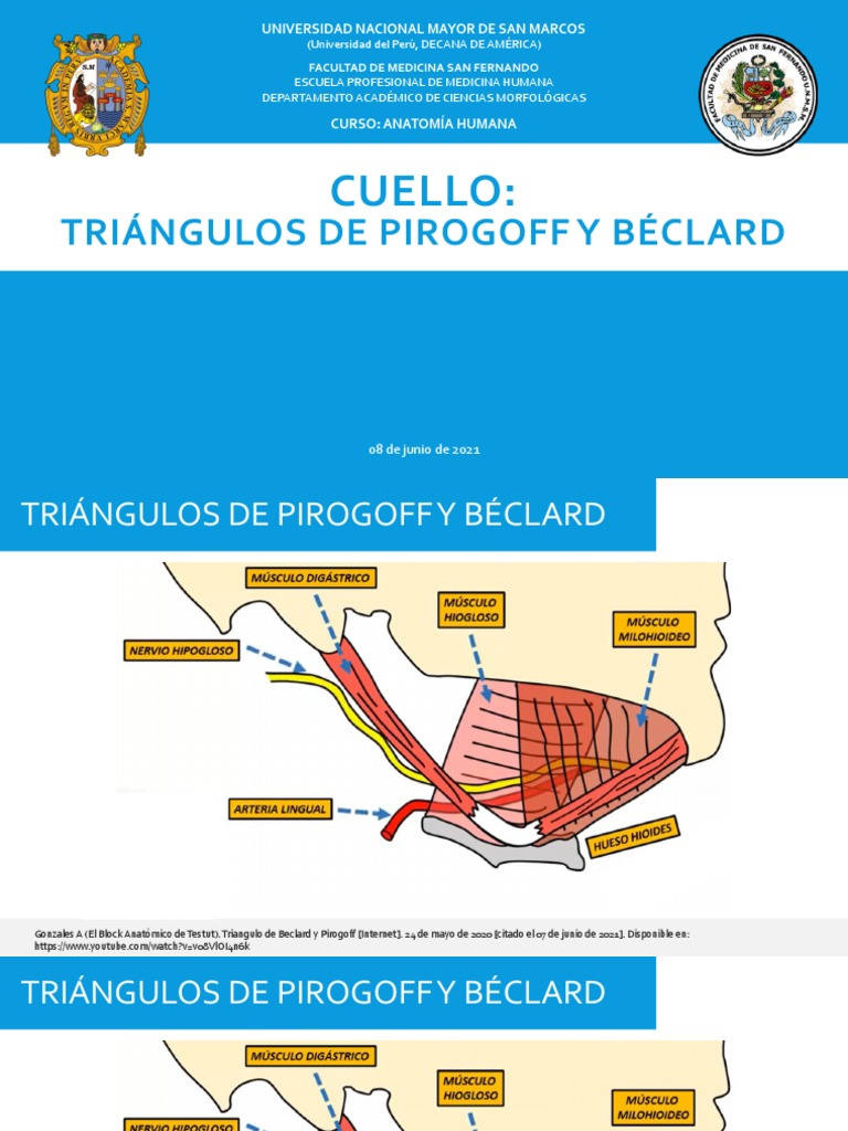(Anatomía) Triángulos de Pirogoff y Béclard | PDF | Medicina CLINICA ...
