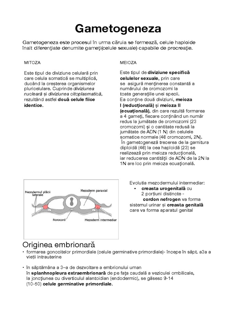 Gametogeneza | PDF