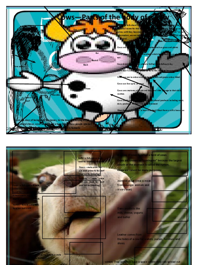 Cow Information Sheets | Download Free PDF | Cattle | Calf