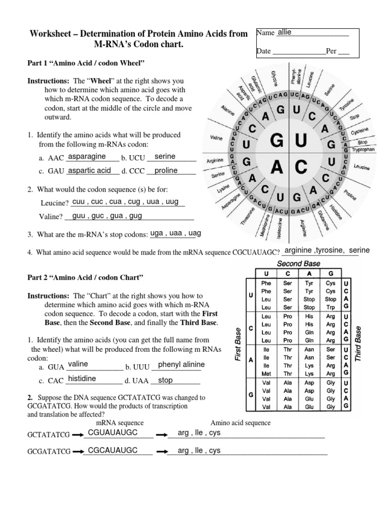 mRNA Amino Acid Activity Sheet | PDF | Genetic Code | Amino Acid