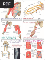 Anatomía del Brazo: Estructura y Función | PDF | Codo | Extremidades ...