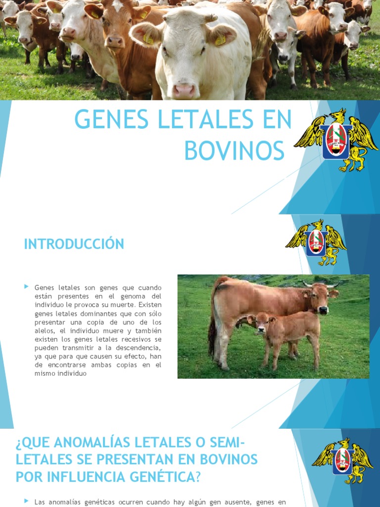 Clase 4 Genética Genes Letales | PDF | Gene | Vacas
