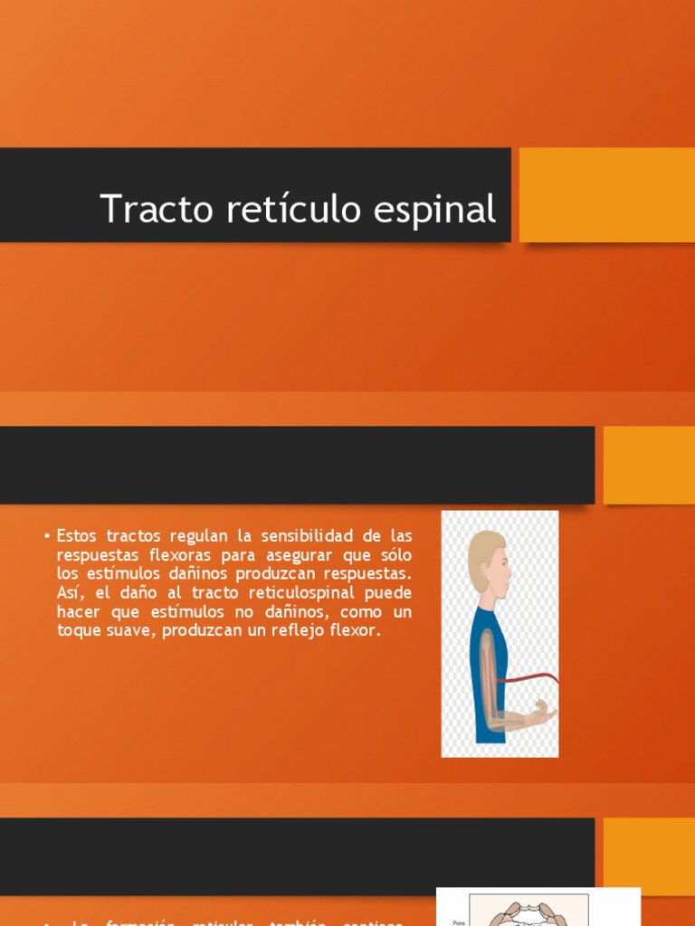 Funciones del Tracto Reticuloespinal | PDF | Médula espinal | Anatomía