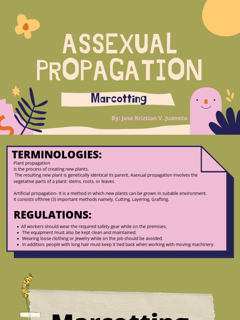 Assexual Propagation: Marcotting | PDF | Trees | Botany