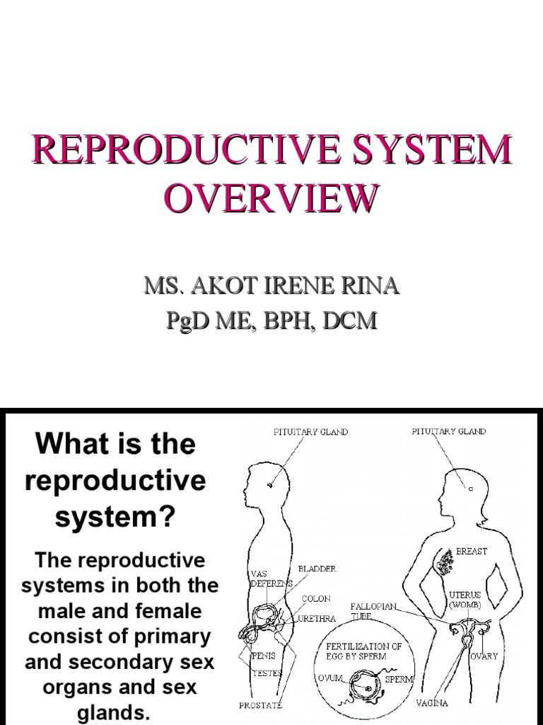 Reporductive System | PDF | Menstrual Cycle | Animal Female ...