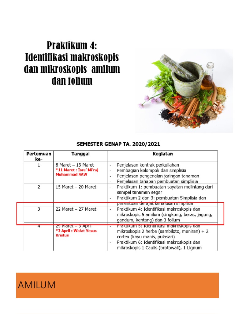 Amilum Dan Daun | PDF