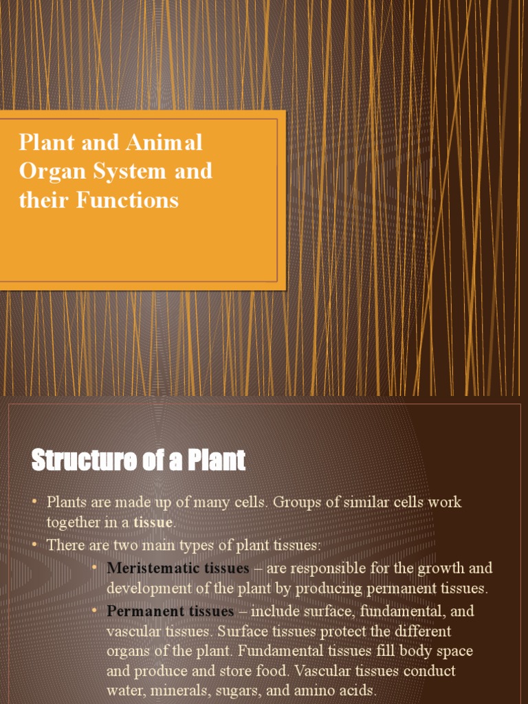 Plant and Animal Organ System and Their Functions | PDF | Human Body ...
