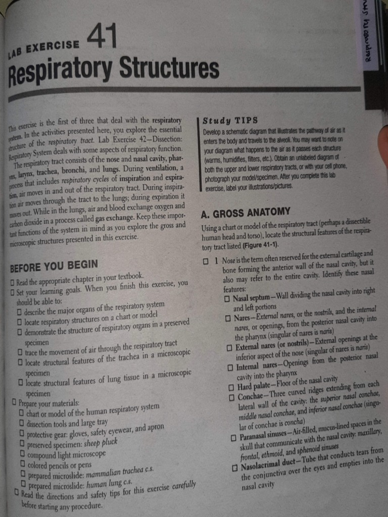 Lab Exercise 41 Respiratory System-Compressed | PDF