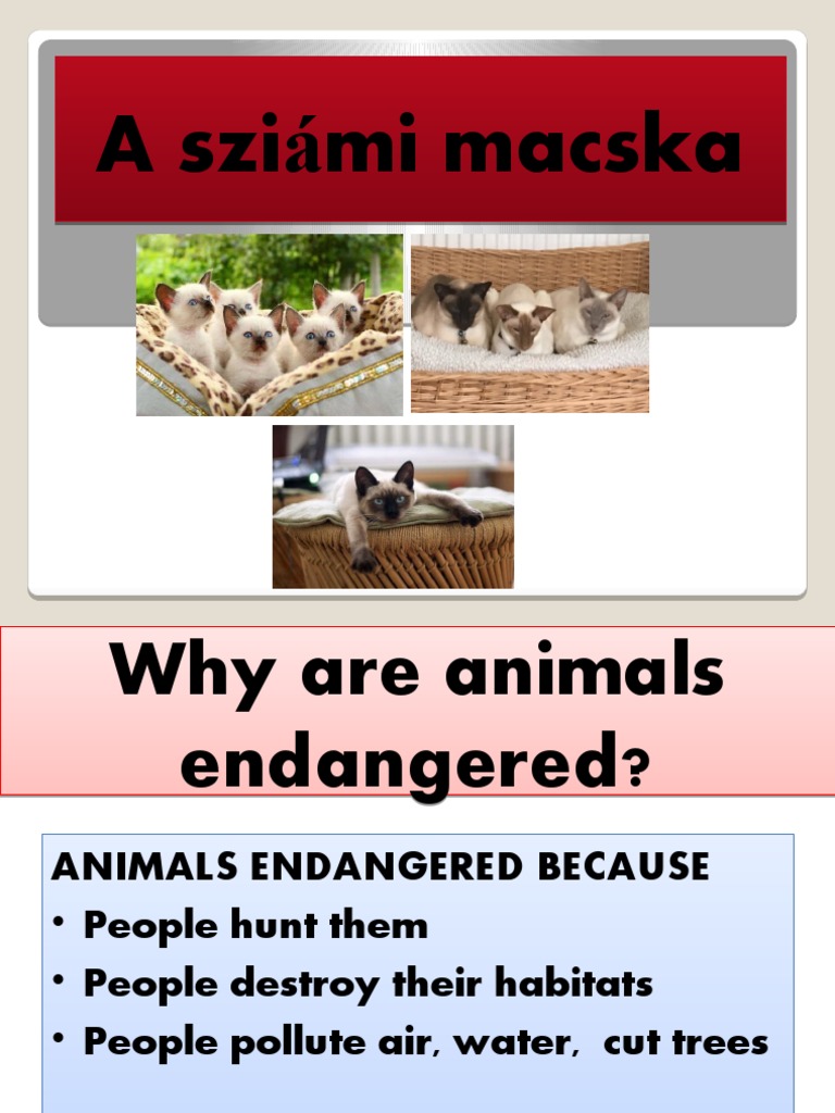 A Sziámi Macska | PDF