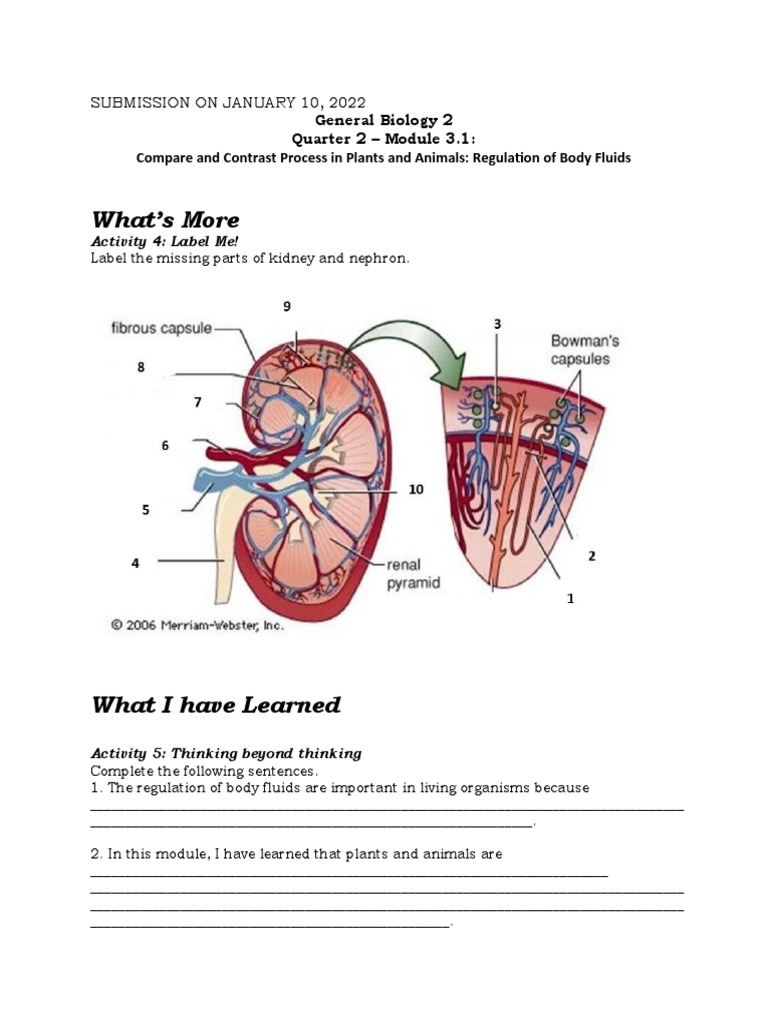 General Biology 2 Module 3.1 LAS | PDF | Kidney | Urinary System