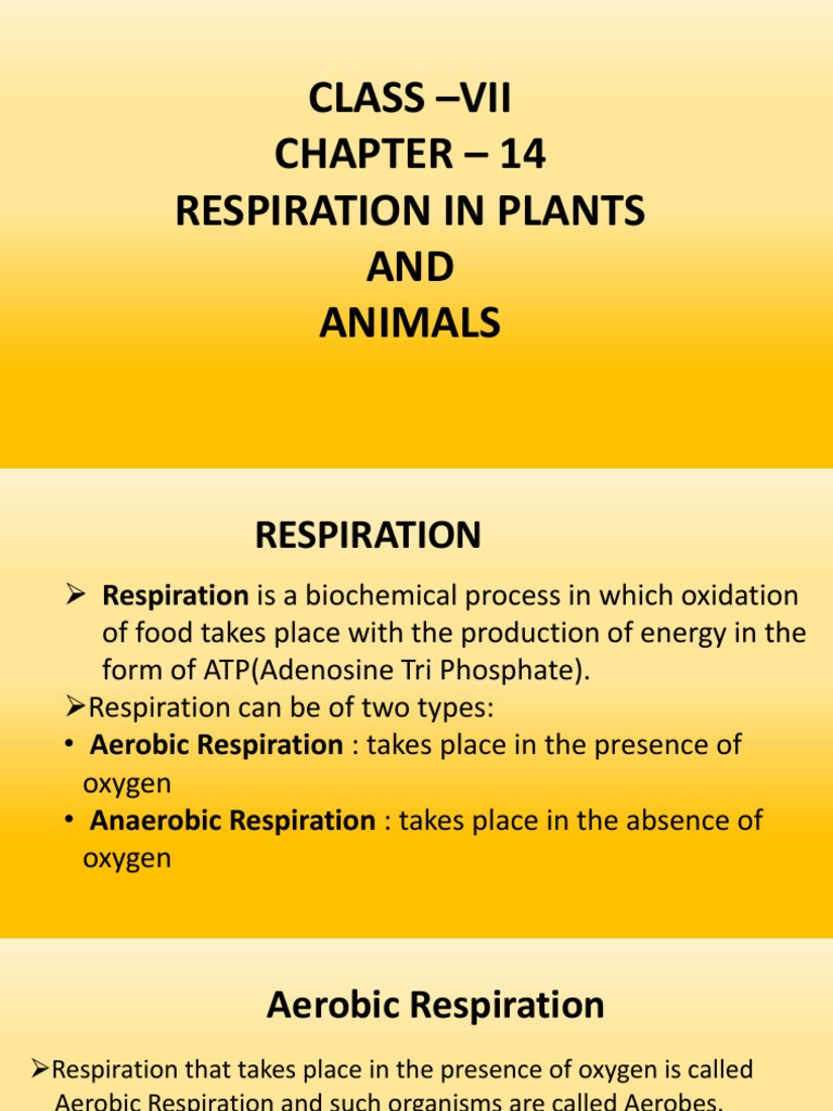 7T Respiration in Plants and Animals | PDF | Cellular Respiration ...