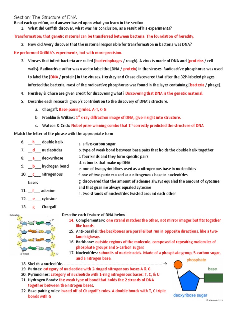 DNA Review Answers | PDF | Rna | Dna