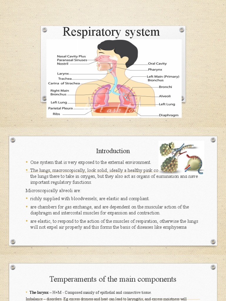 Respiratory System | PDF | Cough | Lung