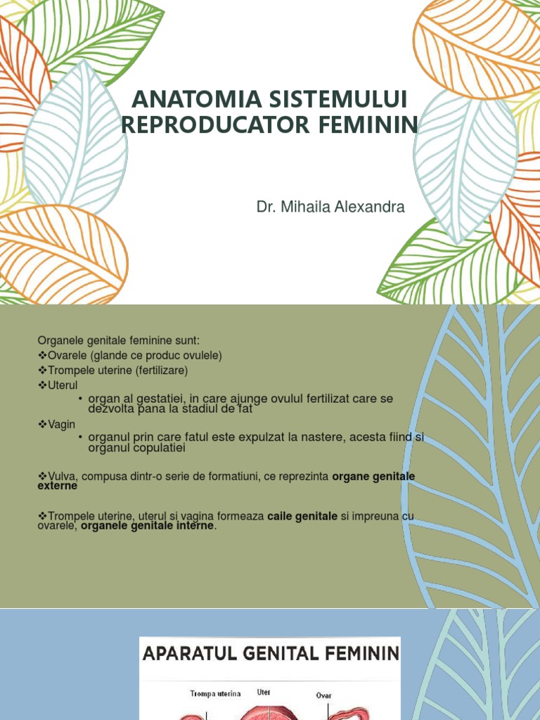 Anatomia Sistemului Reproducator Feminin | PDF