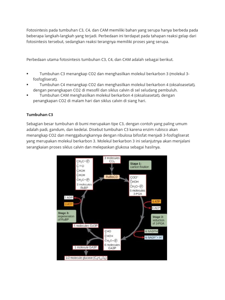 Tumbuhan C3 C4 Dan CAM | PDF