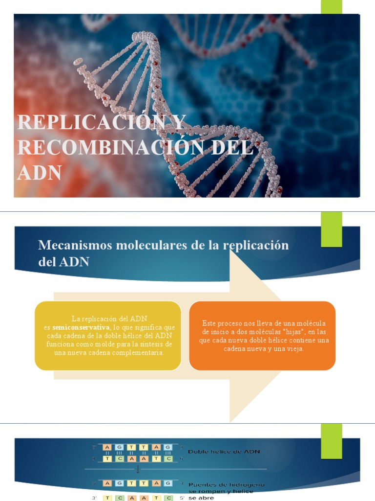 REPLICACION | PDF | Replicación De Adn | Adn