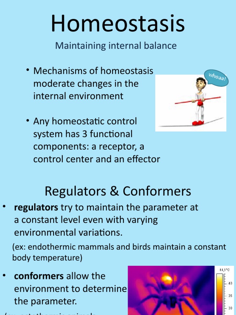 Homeostasis: Maintaining Internal Balance | PDF | Homeostasis ...