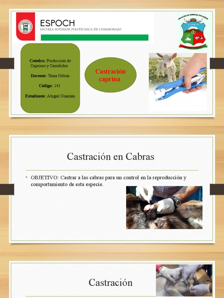 Castración en Cabras | PDF | Testículo | Cabra