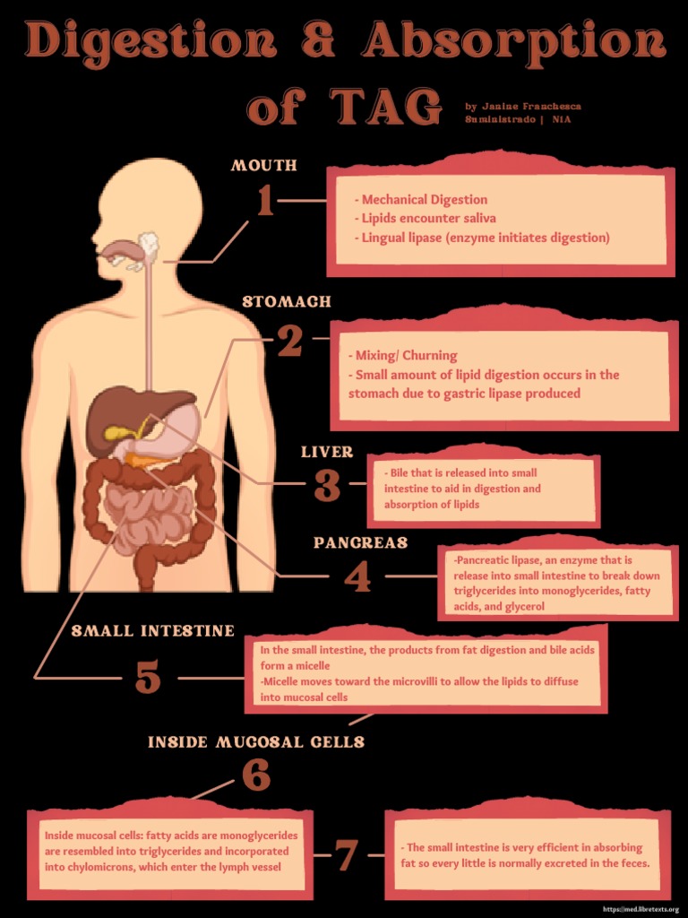 Digestion & Absorption of TAG | PDF | Digestion | Digestive System