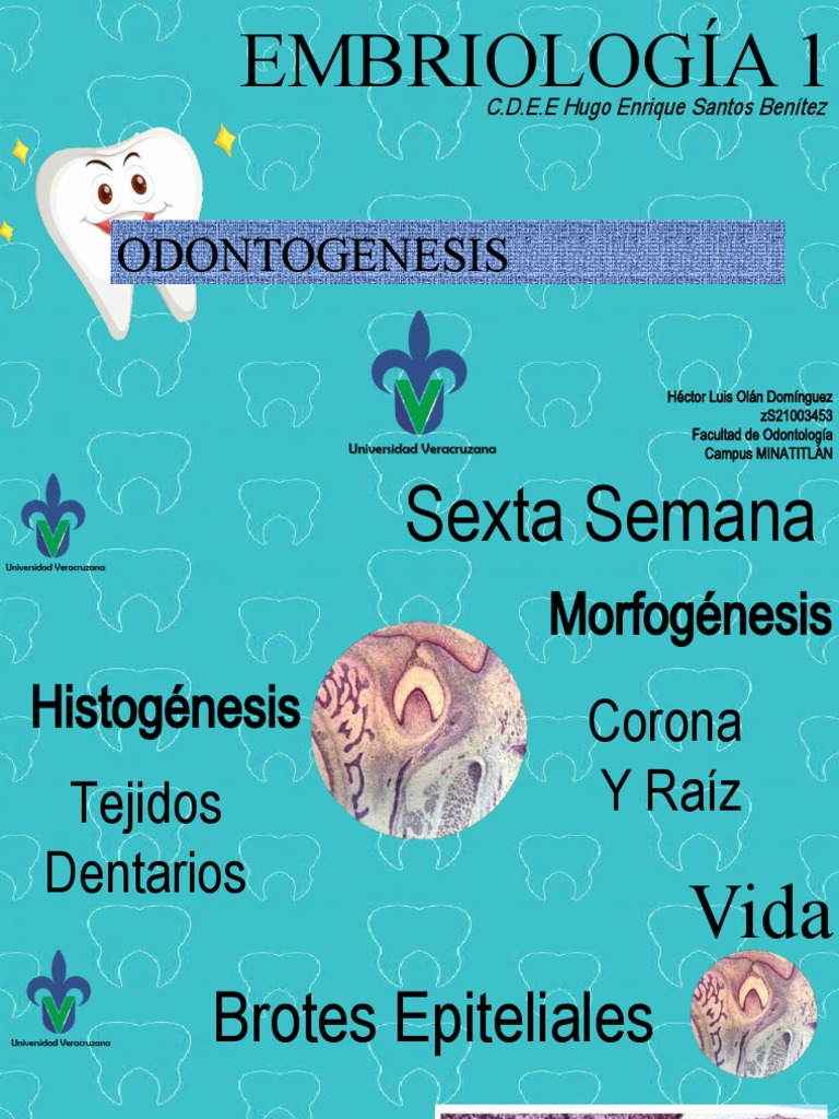 Etapas de la Odontogénesis en Humanos | PDF | Esmalte de dientes | Epitelio
