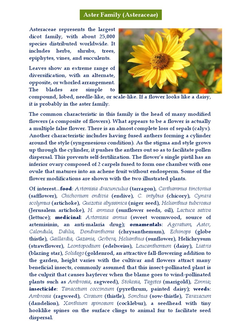 Aster Family (Asteraceae) | PDF | Plants | Botany