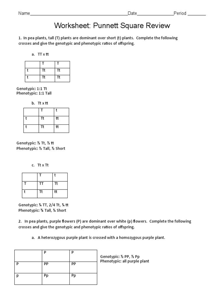 Punnet Square Practice Review Pdf Genotype Dominance Genetics
