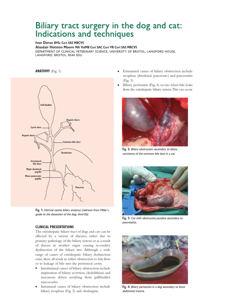 Biliary Tract Surgery in Dogs and Cats